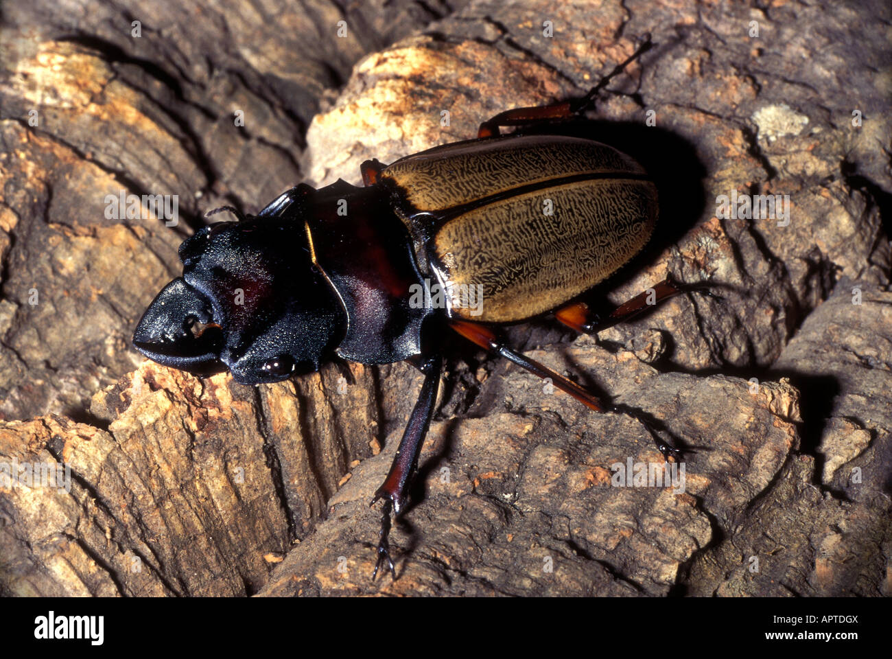 IM-145 GIANT YELLOW BEETLE Stock Photo - Alamy