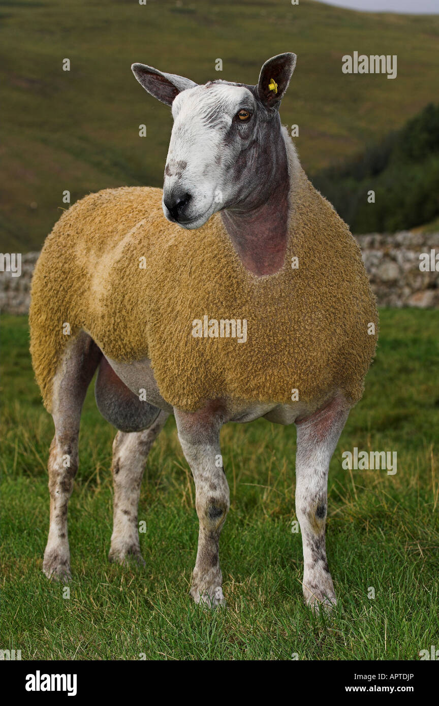 Blue Faced leicester ram in field Northumberland Stock Photo - Alamy