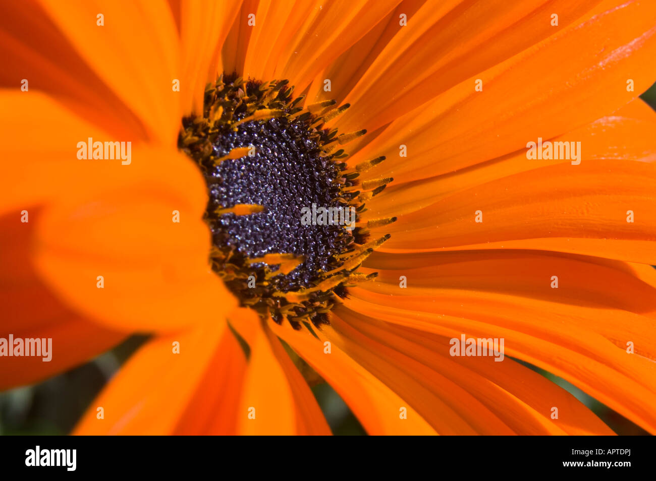A close-up of an arctotis flower (African daisy Stock Photo - Alamy