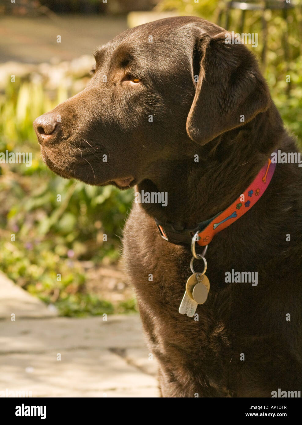 Head and shoulders of a chocolate labrador sitting in a sunny garden ...