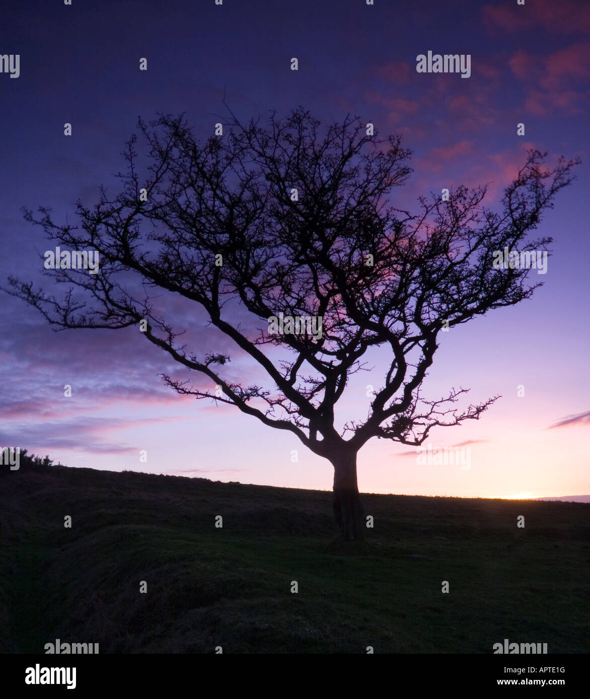 Black hawthorn tree hi-res stock photography and images - Alamy