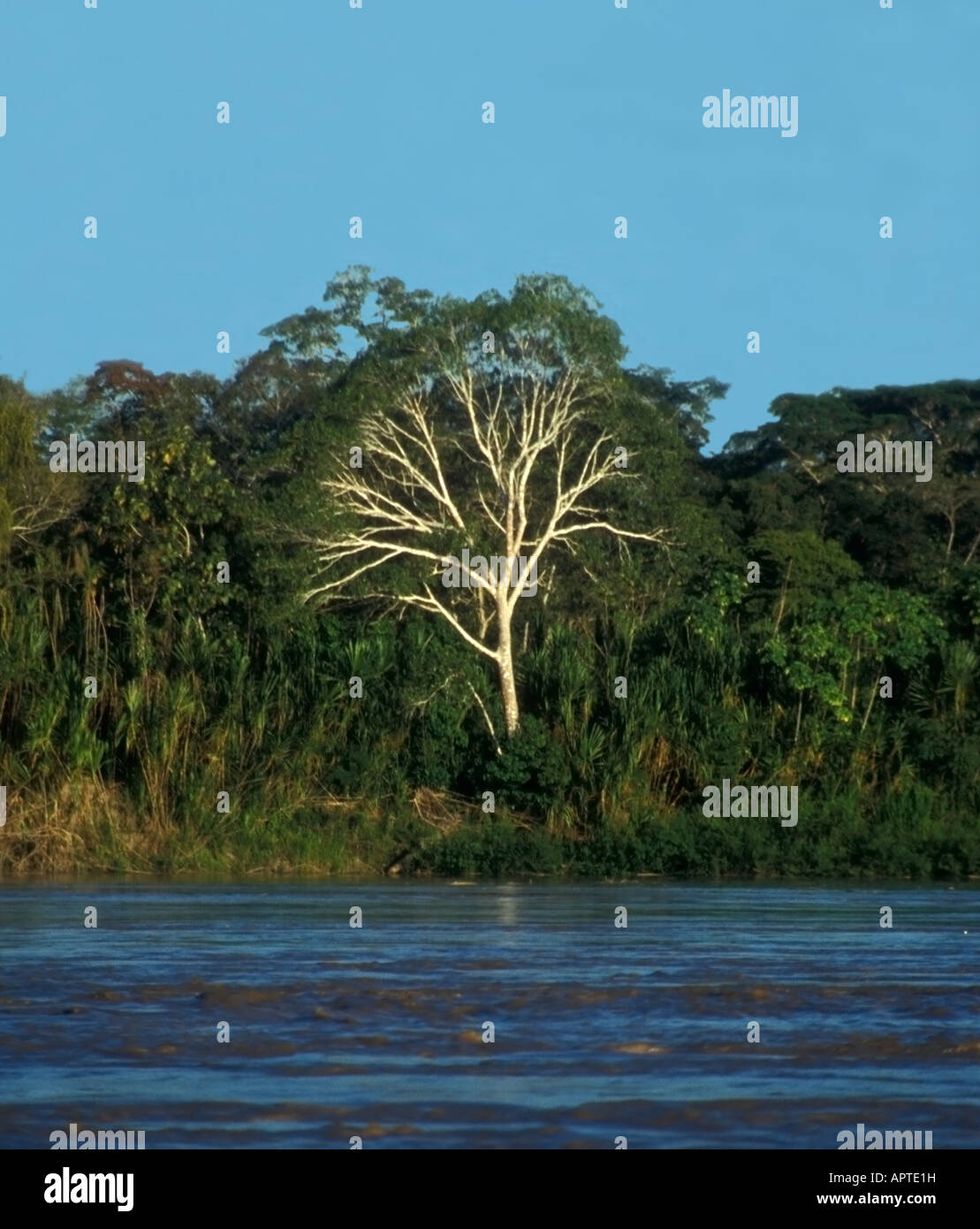 Manu river rainforest manu national hi-res stock photography and images ...