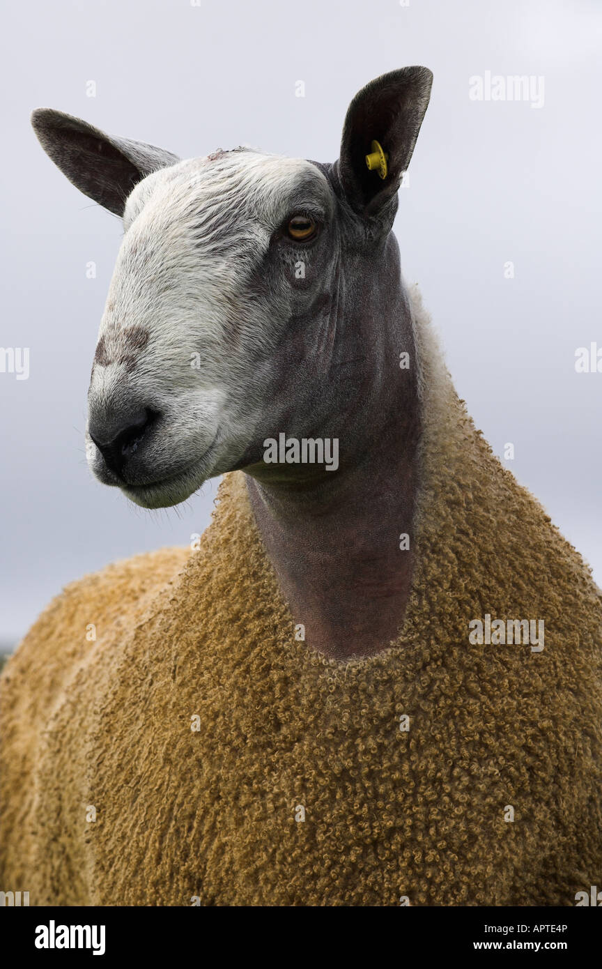 Blue Faced leicester ram in field Northumberland Stock Photo - Alamy
