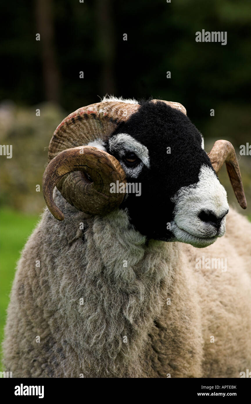 Swaledale Ram High Resolution Stock Photography and Images - Alamy