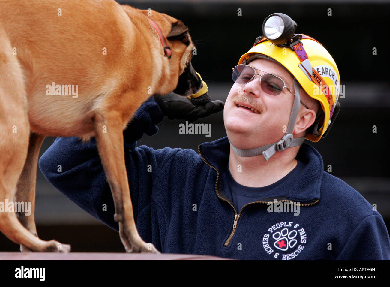 A search and rescue dog on top of a car receiving his reward from his ...