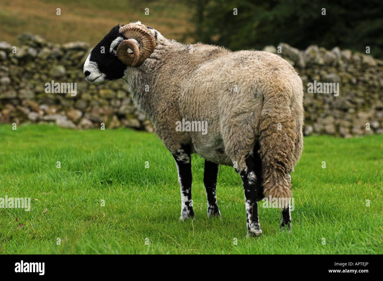 Swaledale ram hi-res stock photography and images - Alamy