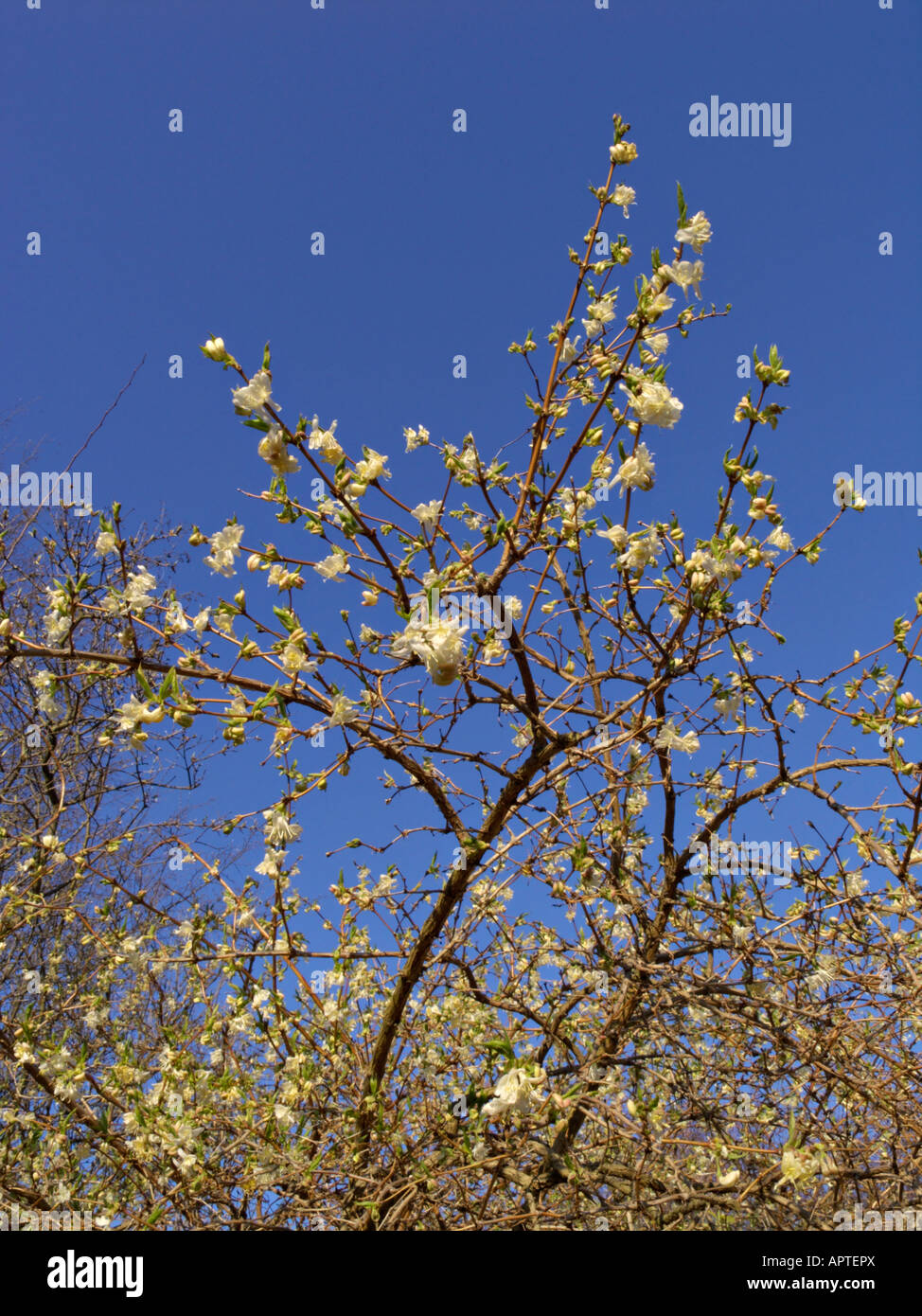 Lonicera purpusii flowering hi-res stock photography and images - Alamy