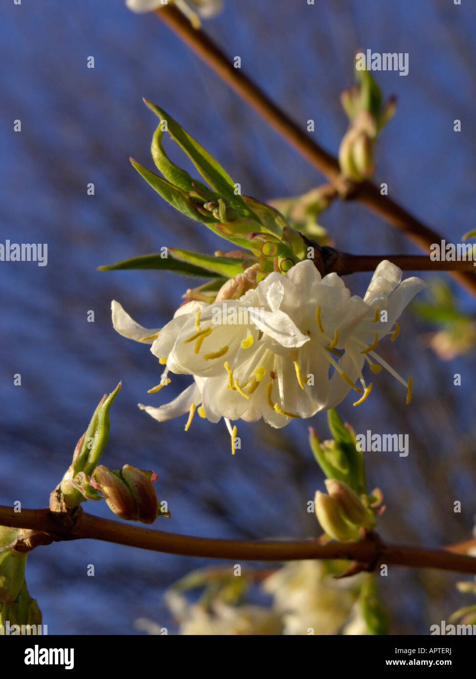 Lonicera purpusii flower hi-res stock photography and images - Alamy