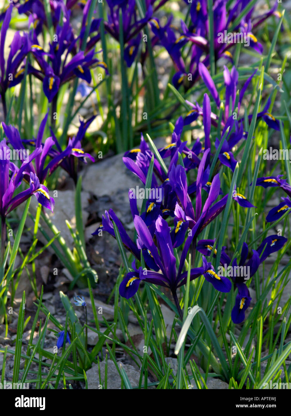 Dwarf iris (Iris reticulata Stock Photo - Alamy