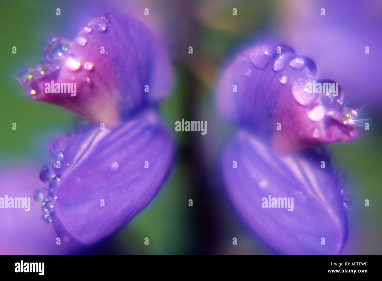 Lupine flower close-up, Mount Rainier National Park, Washington Stock ...