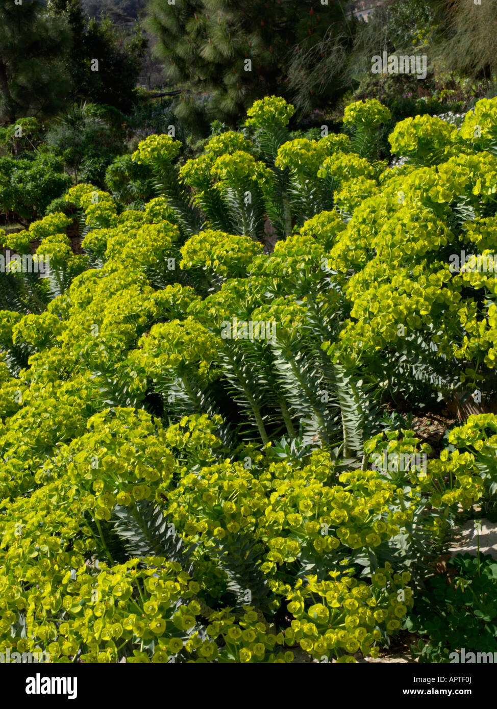 Blue spurge (Euphorbia myrsinites Stock Photo - Alamy