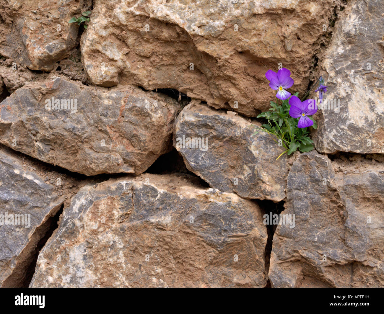 Corsica flora hi-res stock photography and images - Alamy