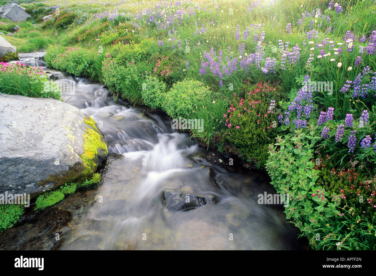 Summerland Meadow, Mount Rainier National Park, Washington Stock Photo ...