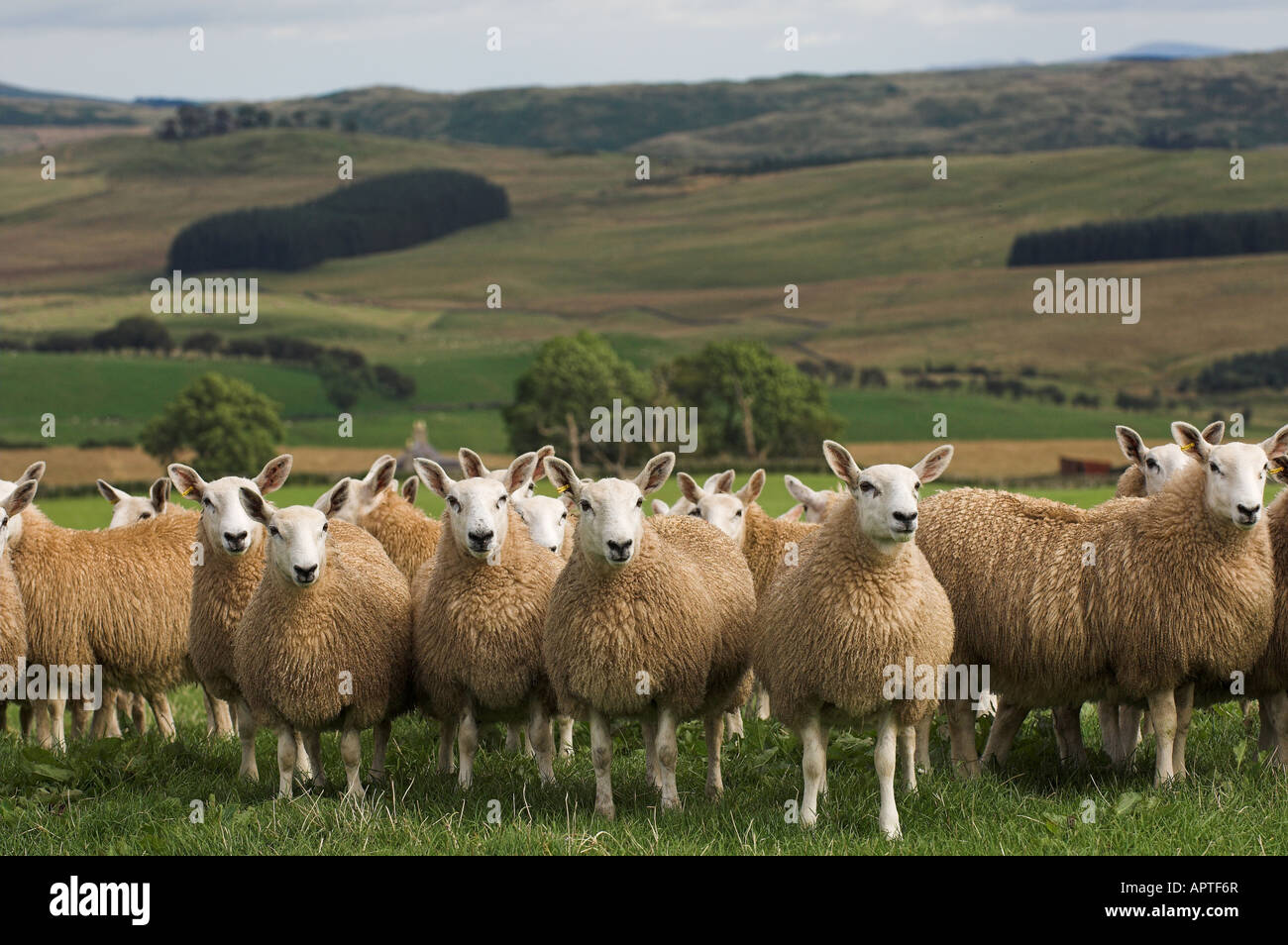 Cheviot mules hi-res stock photography and images - Alamy