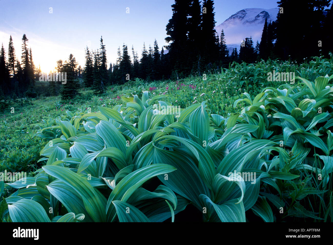 Veratrum viride (Indian Poke, Indian Hellebore, False Hellebore, Green ...