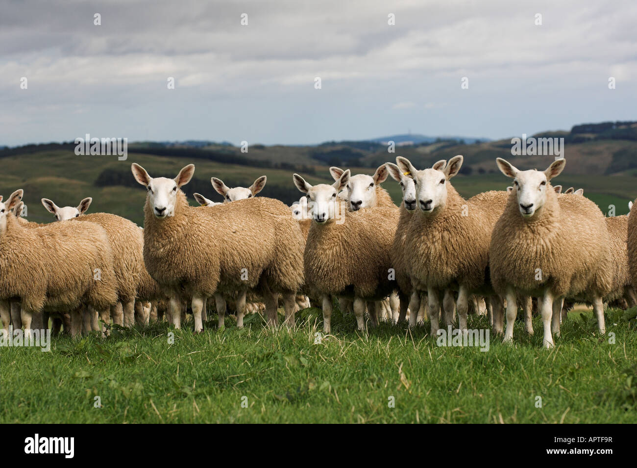 Cheviot mules hi-res stock photography and images - Alamy