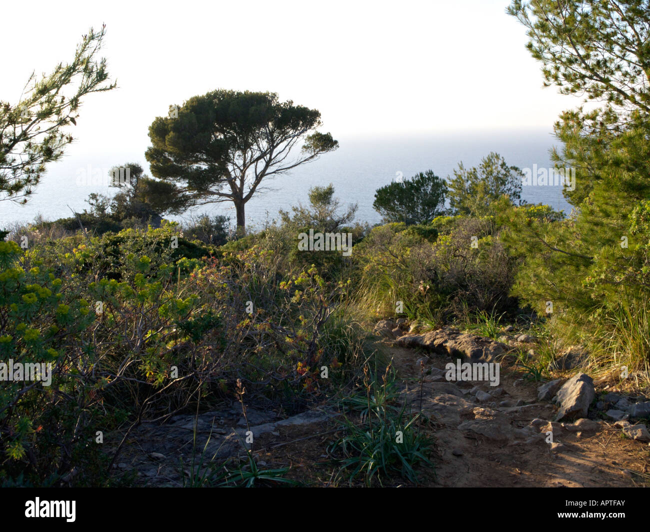 Garrigue mallorca hi-res stock photography and images - Alamy