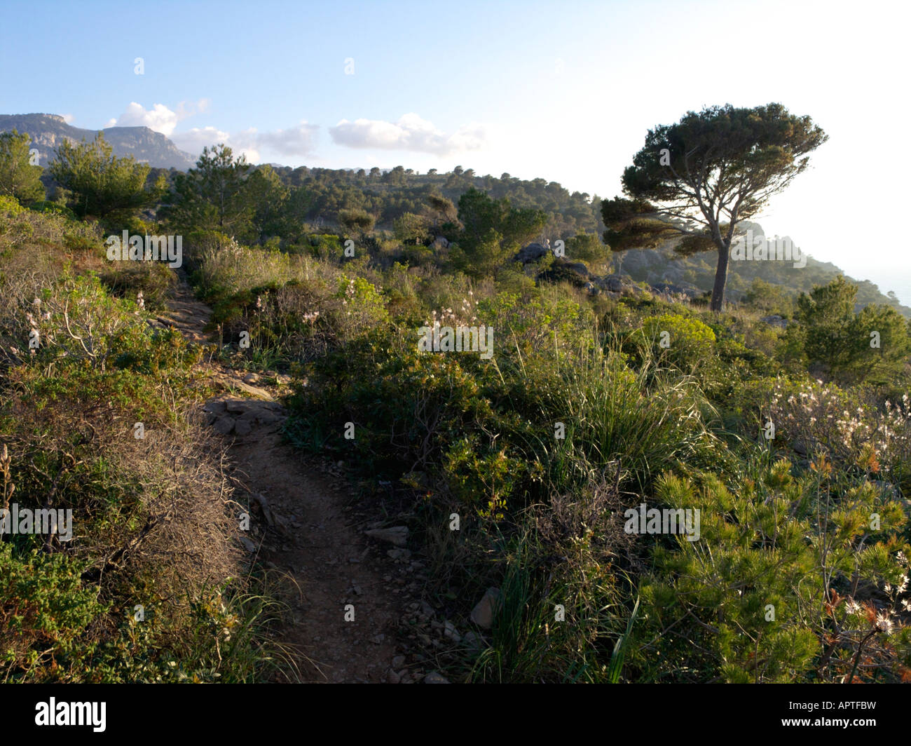 Garrigue mallorca hi-res stock photography and images - Alamy