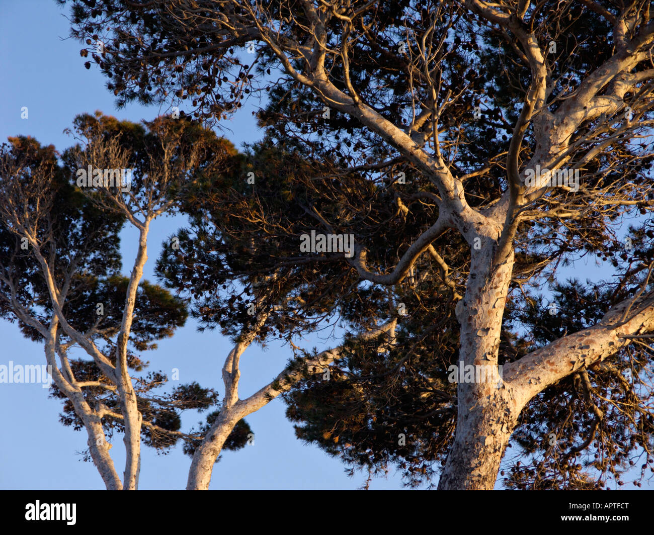 Aleppo pine (Pinus halepensis Stock Photo - Alamy