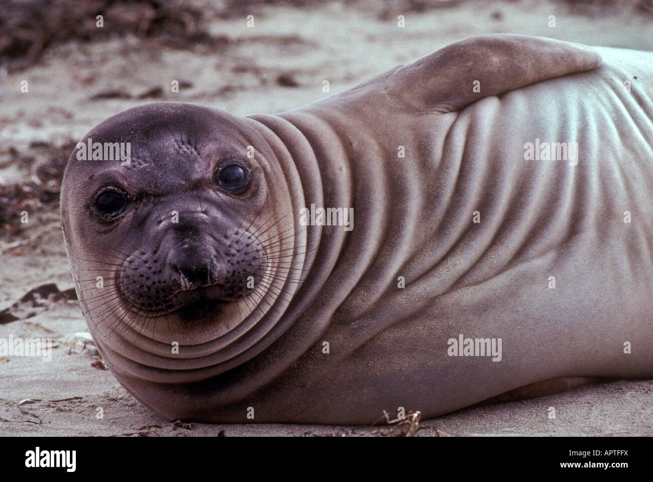 Msl hi-res stock photography and images - Alamy