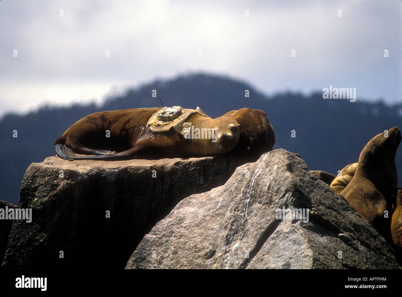 Sea lion with transmitter hi-res stock photography and images - Alamy