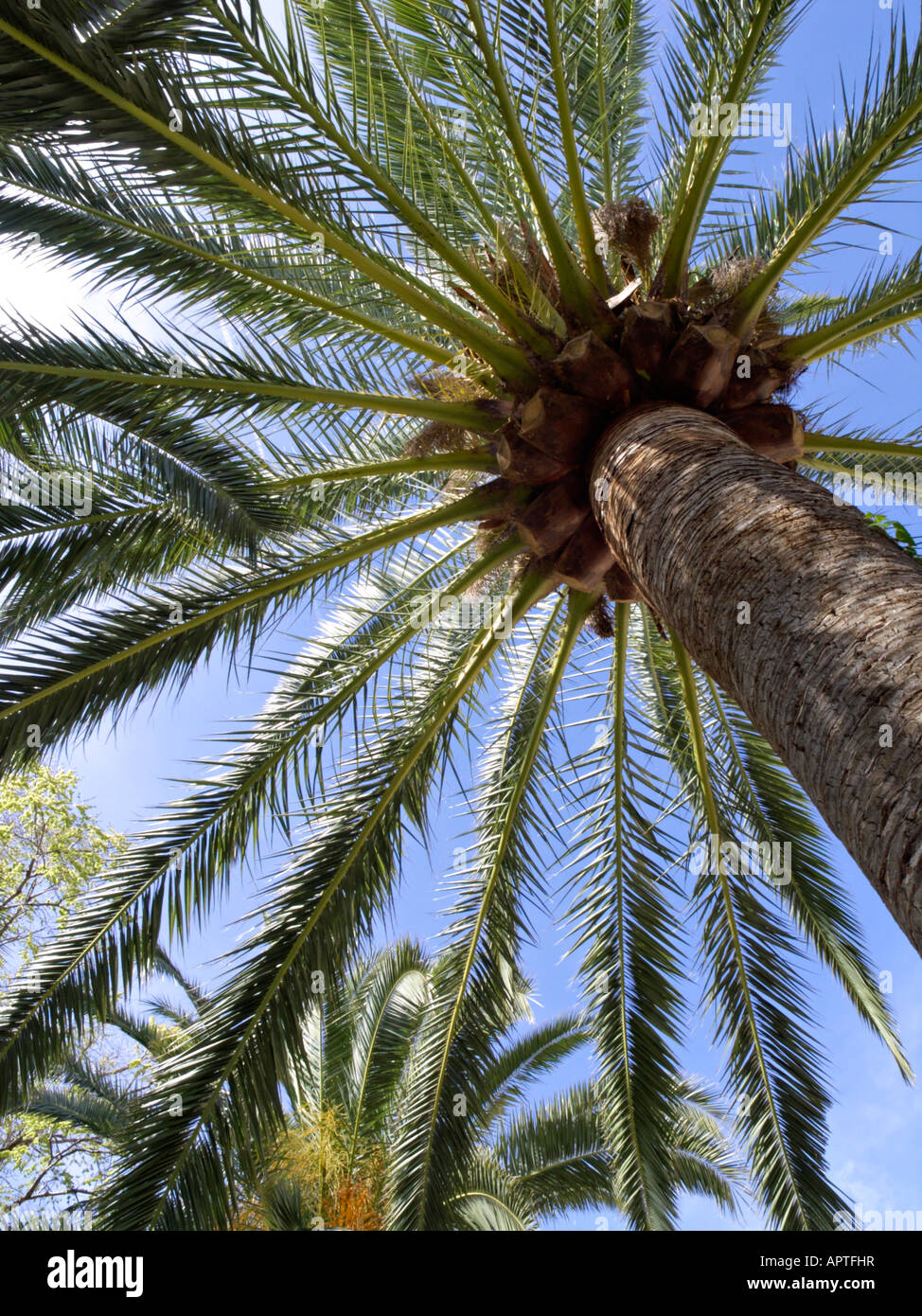 Palm palms hi-res stock photography and images - Alamy