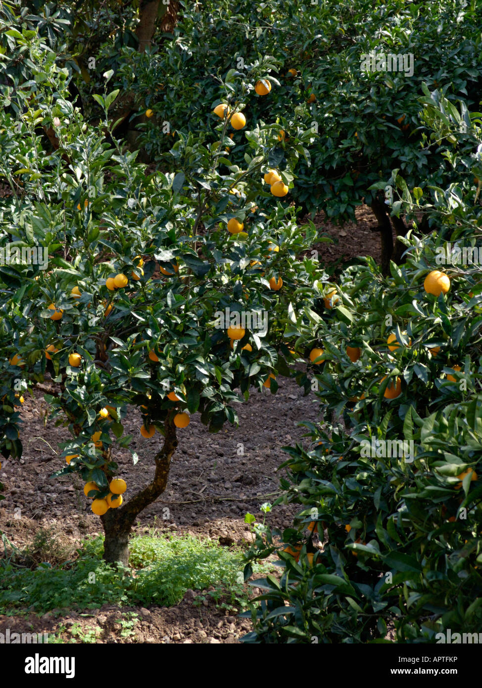 Trees rutaceae orange citrus sinensis hi-res stock photography and images - Alamy