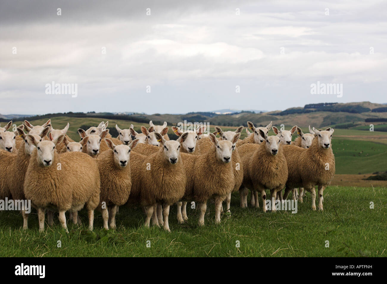 Cheviot mules hi-res stock photography and images - Alamy