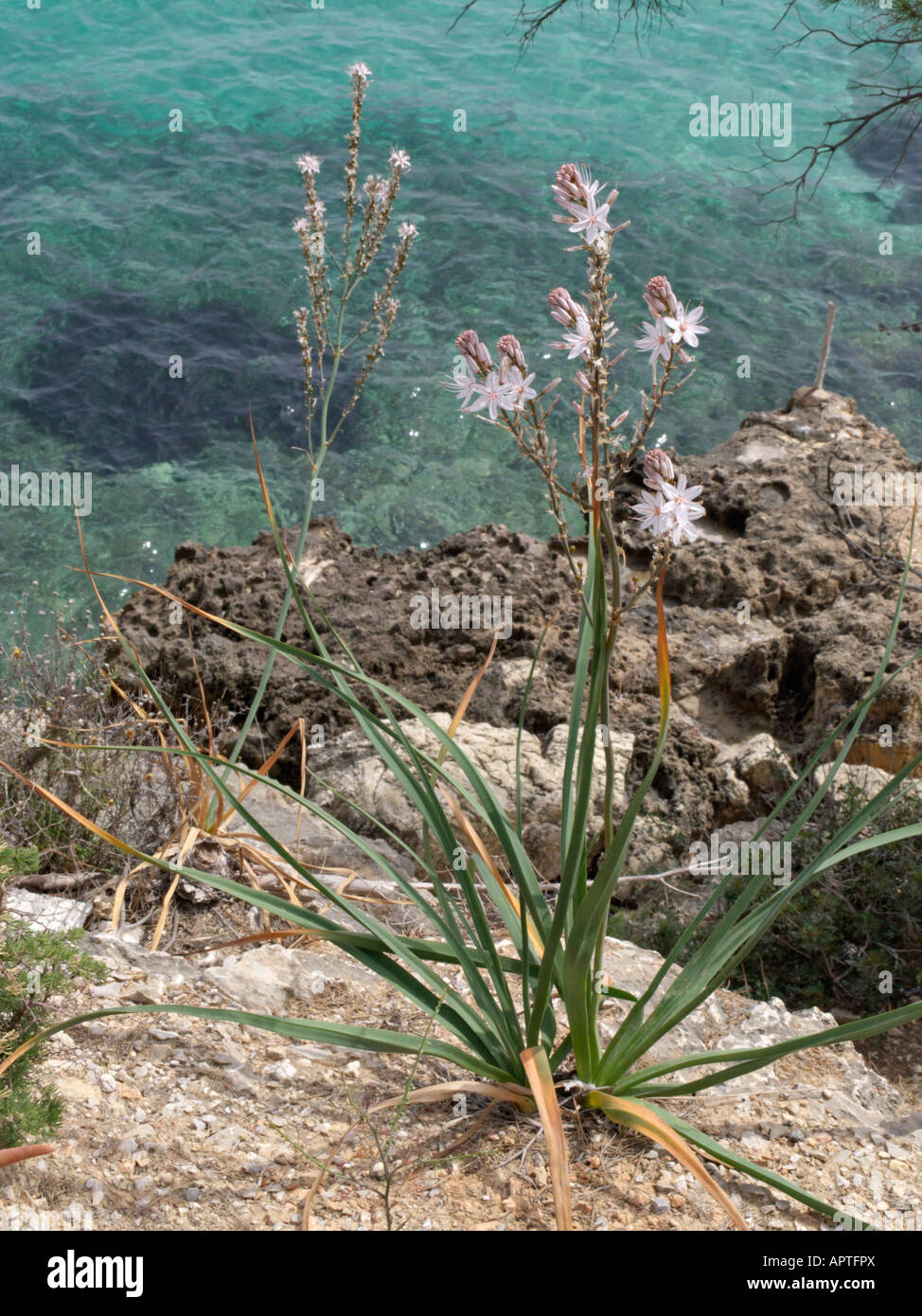 Common asphodel hi-res stock photography and images - Alamy