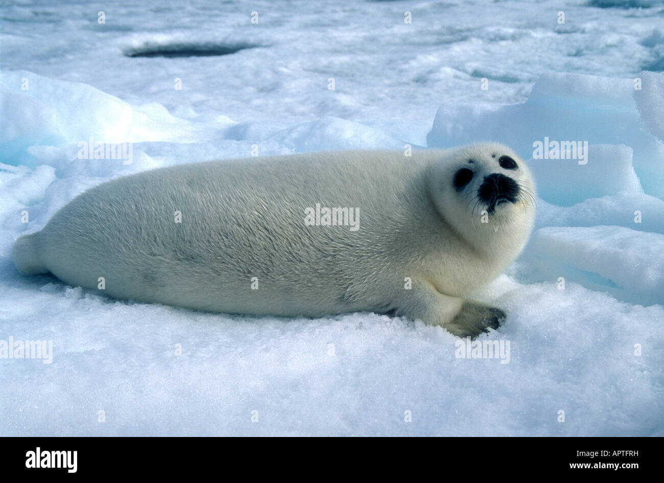 Baby harp seal hi-res stock photography and images - Alamy