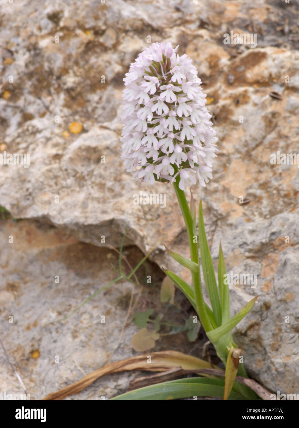 Pyramidalis hi-res stock photography and images - Alamy