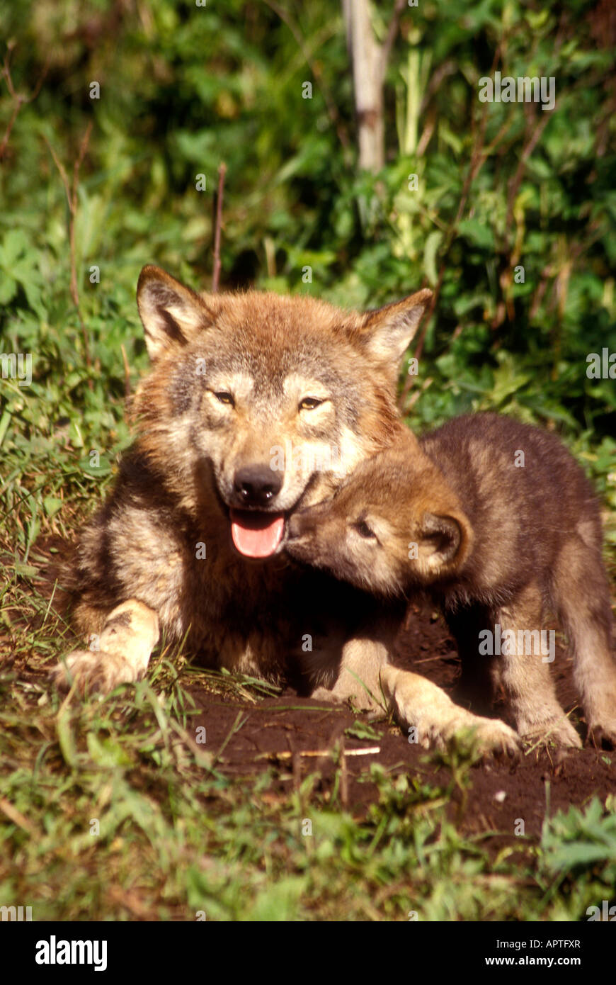 Sonic Characters As Wolves And Wolf Pups