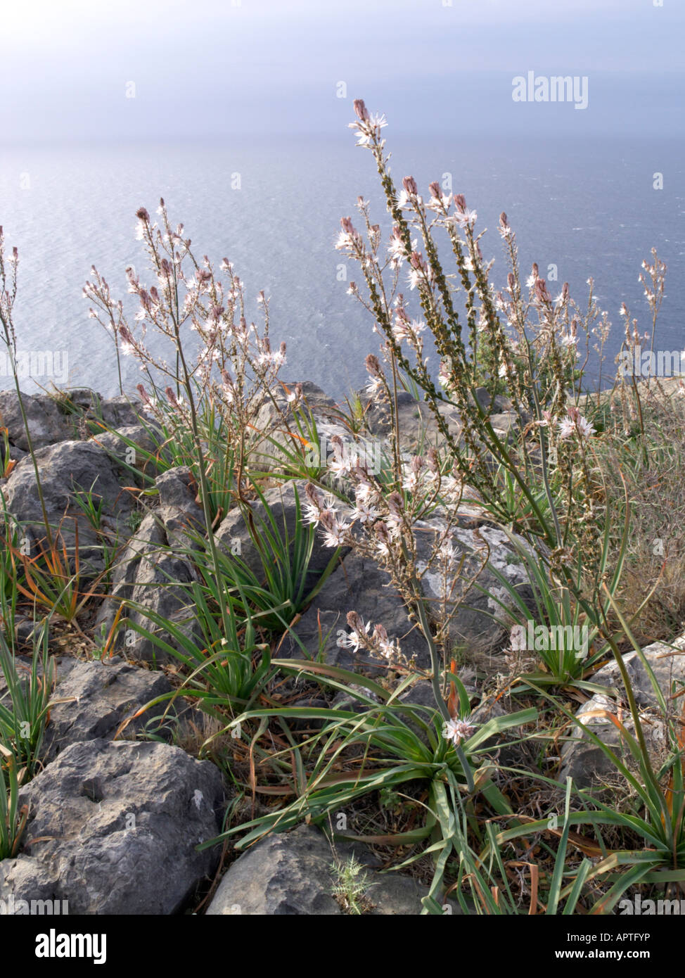 Common asphodel (Asphodelus aestivus Stock Photo - Alamy