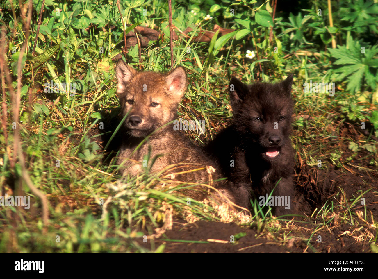 Wolf den hi-res stock photography and images - Alamy