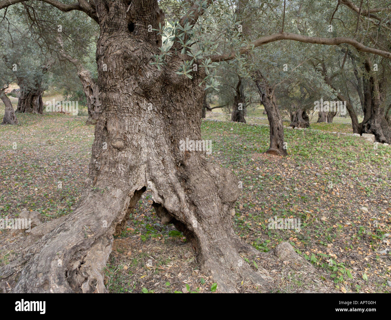 Olive tree (Olea europaea Stock Photo - Alamy