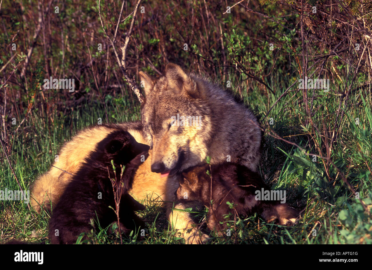 Two wolf hi-res stock photography and images - Alamy