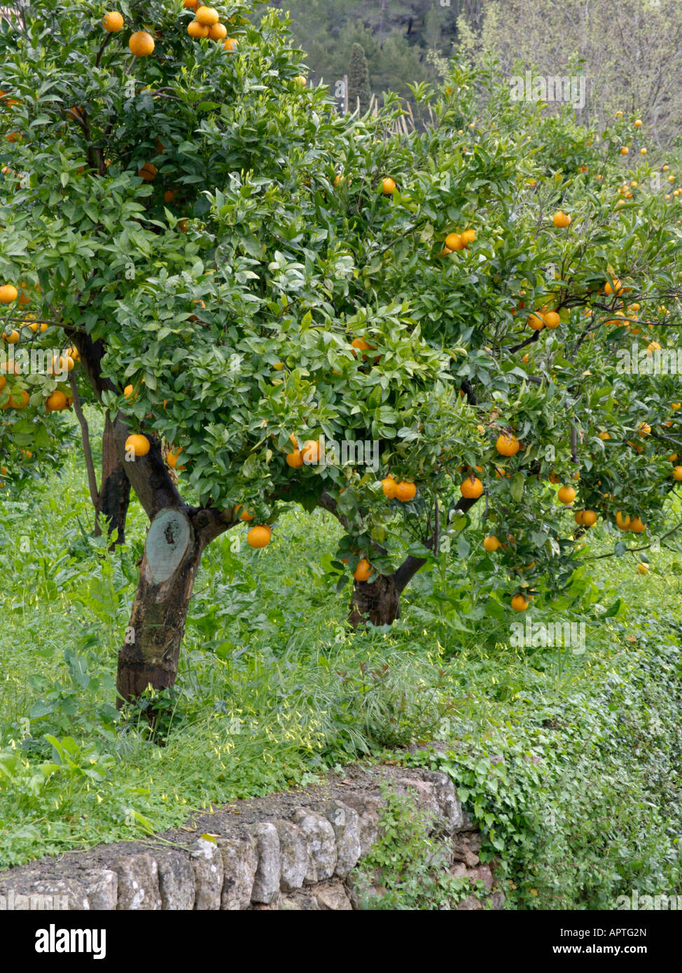 Orange (Citrus sinensis Stock Photo - Alamy
