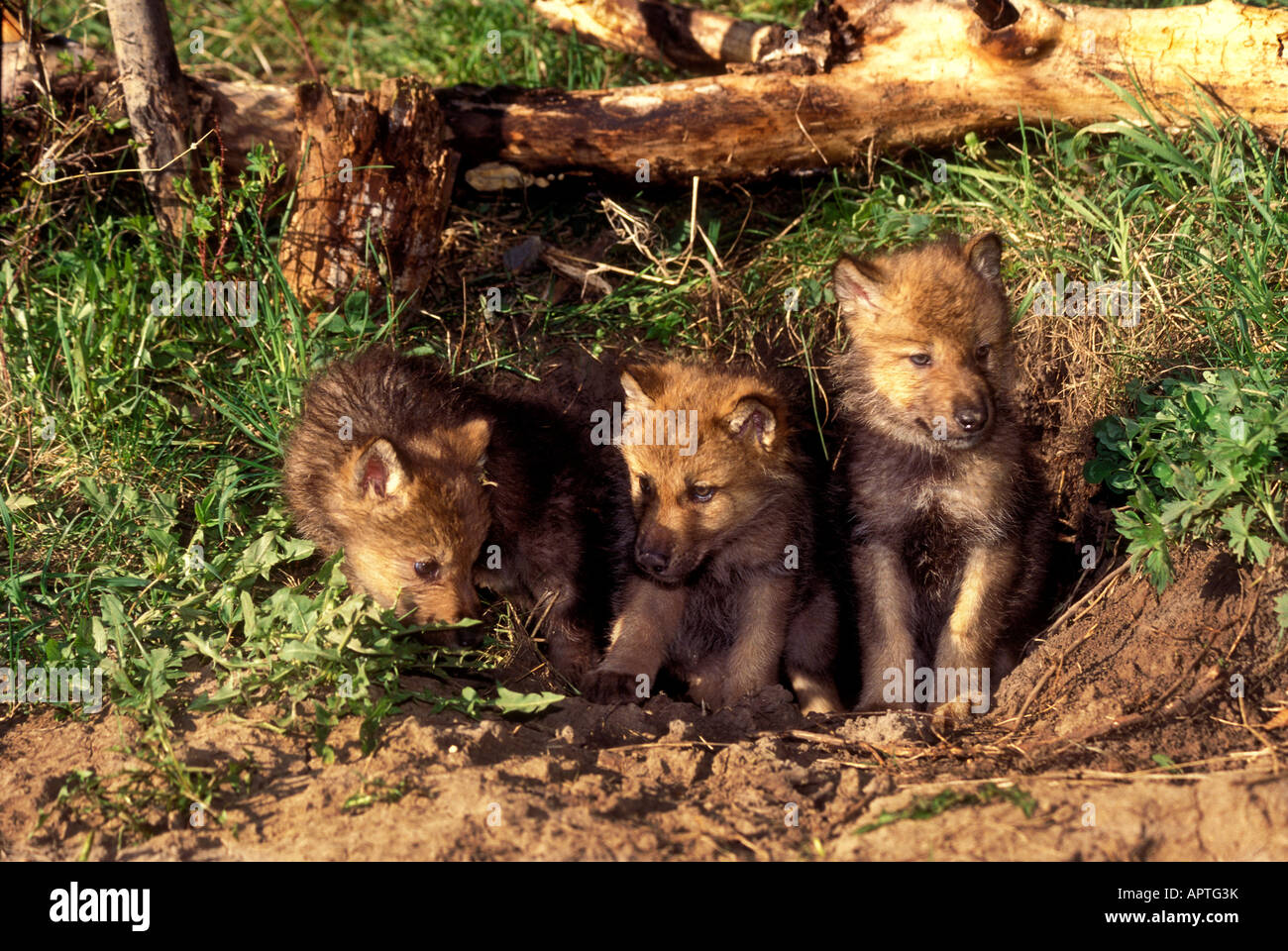 MW-509, THREE GRAY WOLF PUPS AT DEN Stock Photo - Alamy