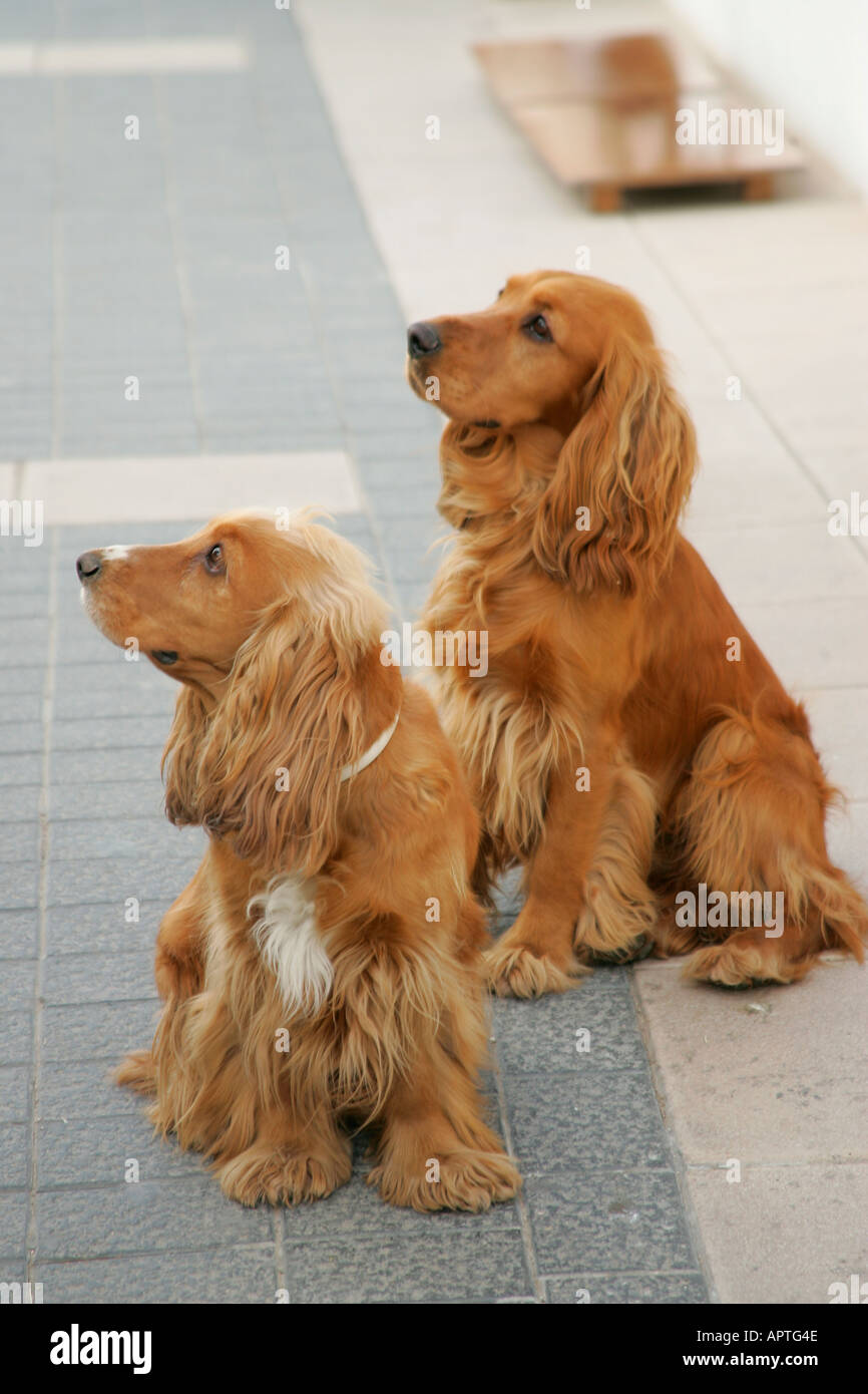 DOGS ON STREET,SPAIN Stock Photo - Alamy
