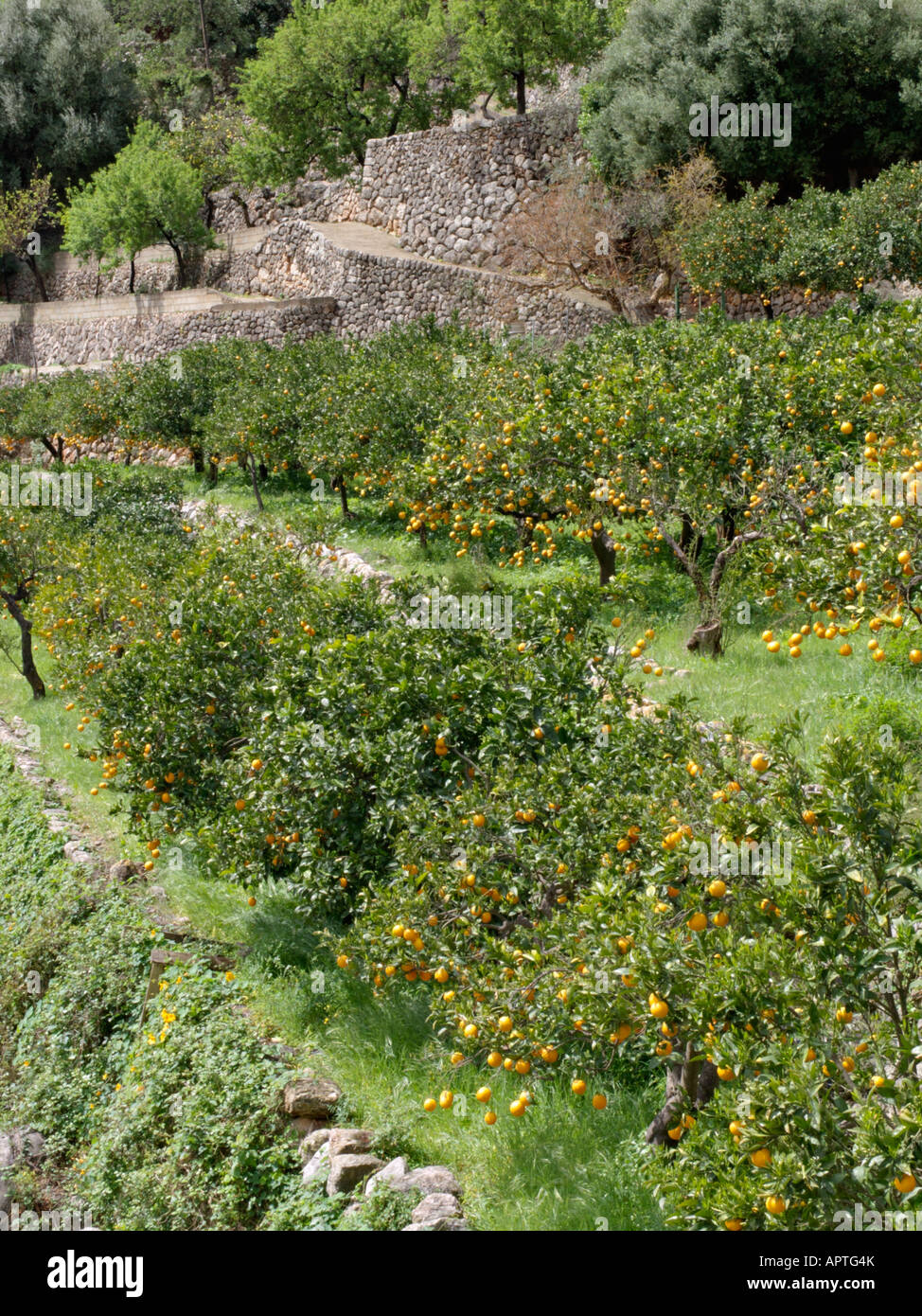 Orange (Citrus sinensis), Sóller, Majorca, Spain Stock Photo - Alamy