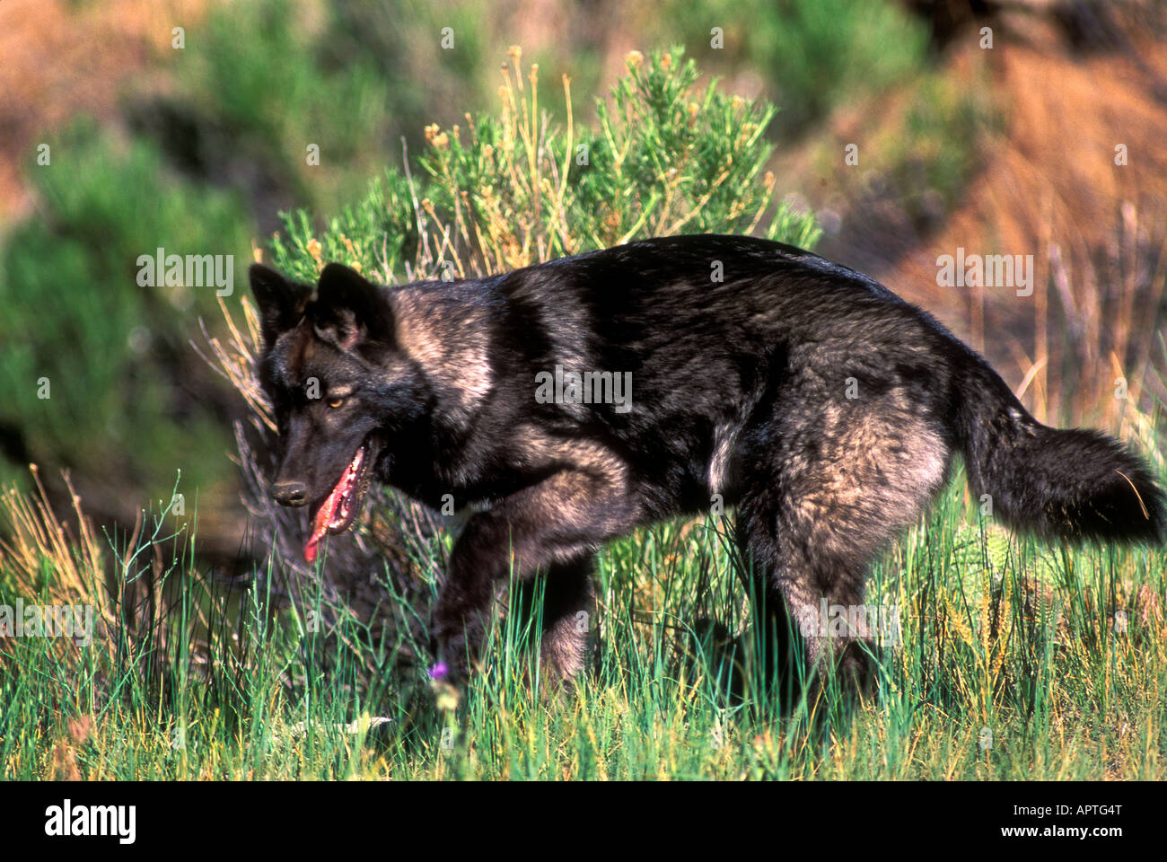Wolf field hi-res stock photography and images - Alamy