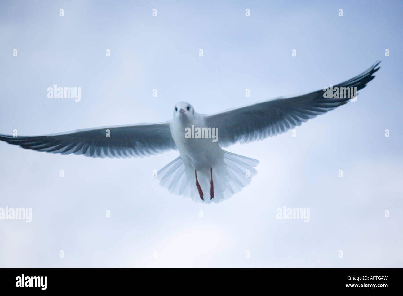 Common gull in flight Stock Photo - Alamy