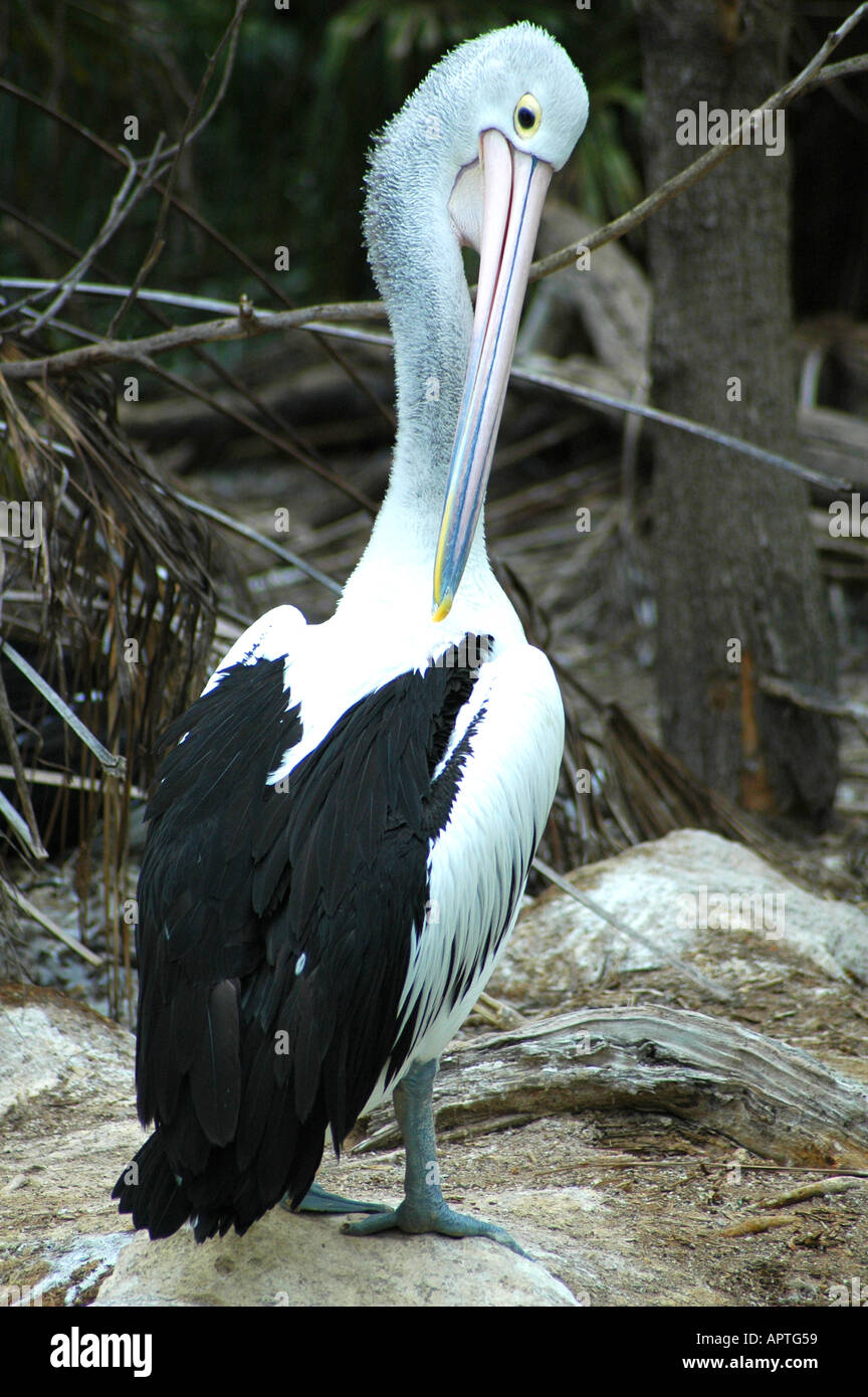 Genus Pelecanus Stock Photos & Genus Pelecanus Stock Images - Alamy