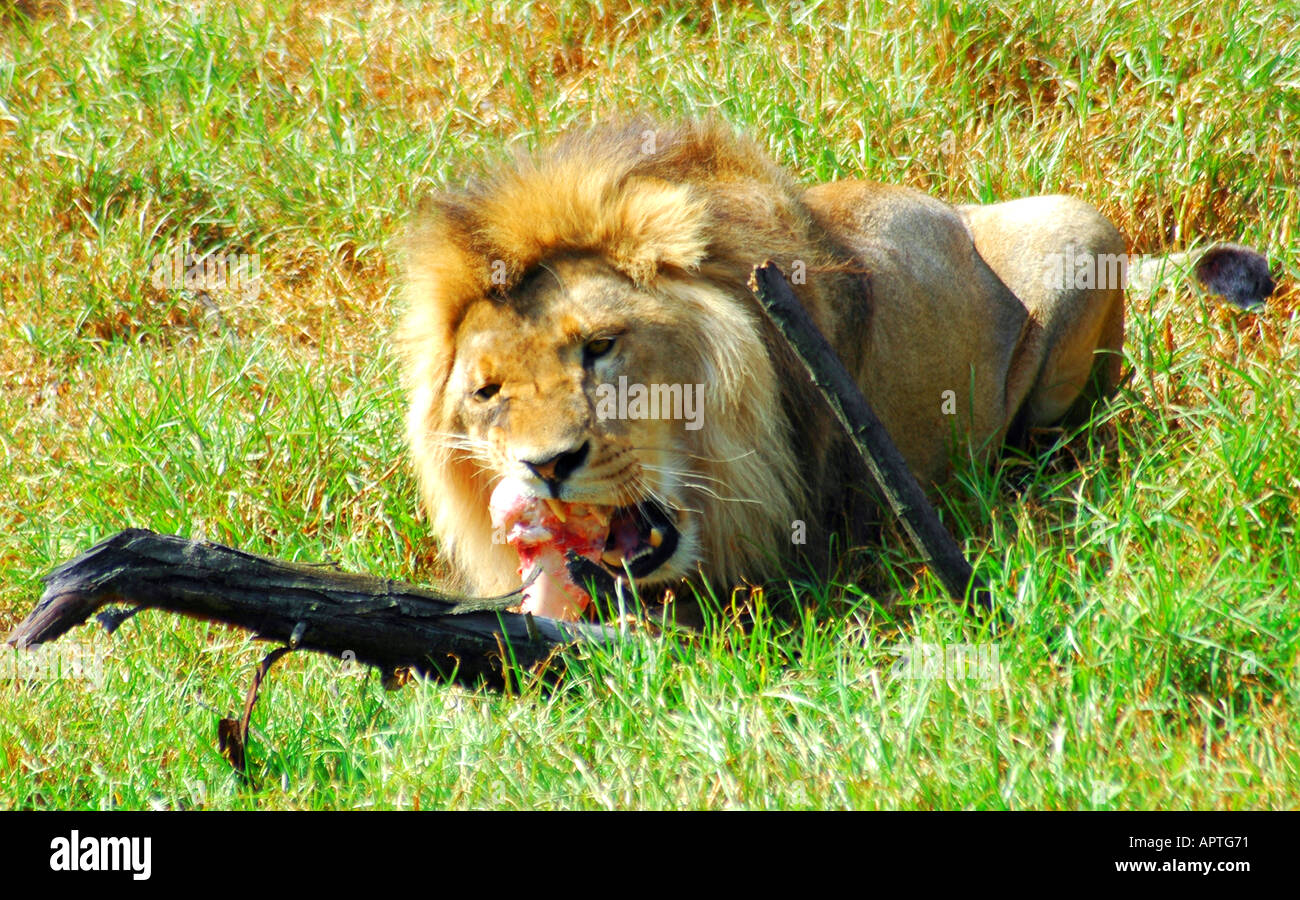Lion animal big cat hi-res stock photography and images - Alamy
