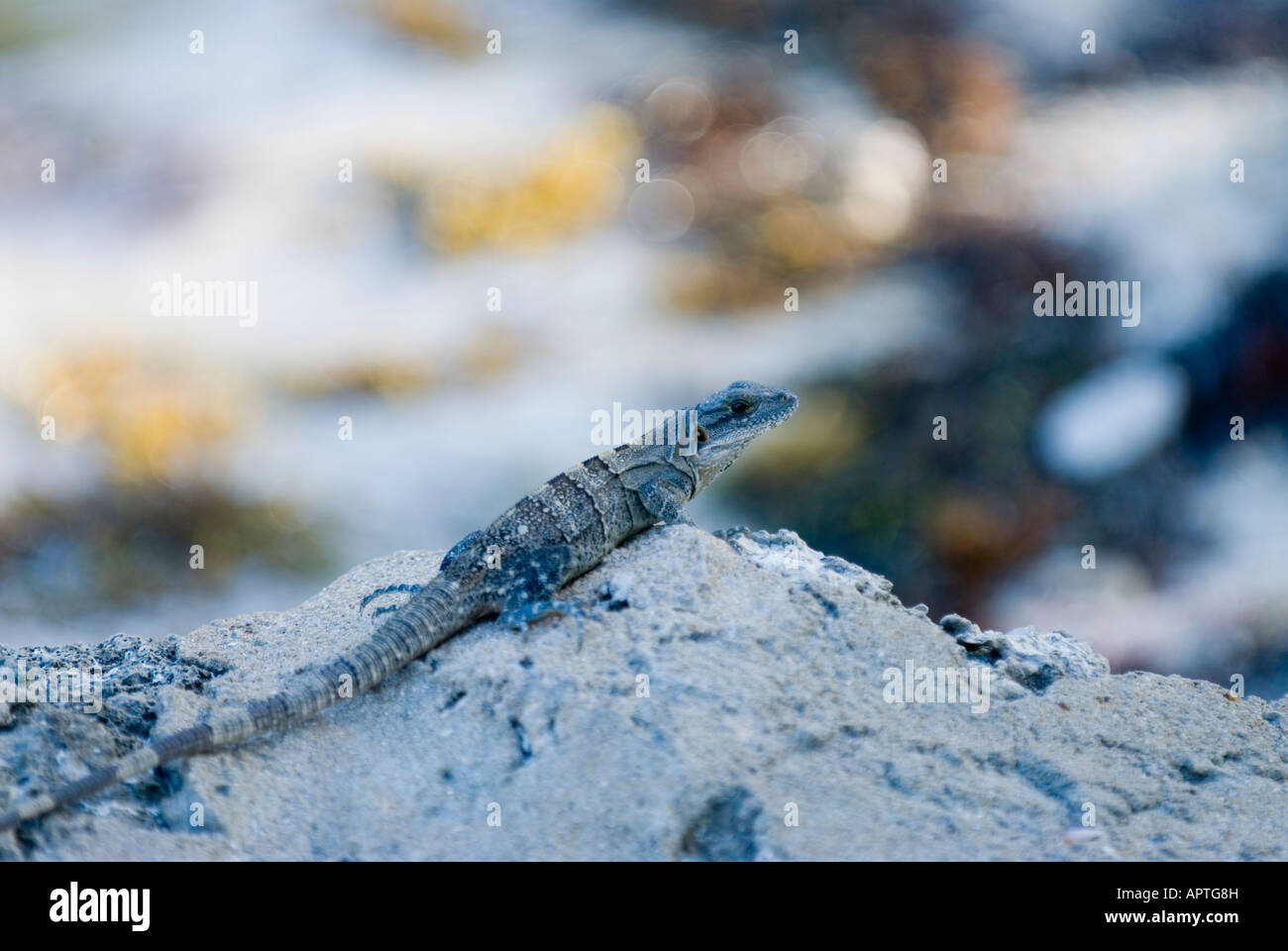 lizard on sand in Belize Stock Photo - Alamy