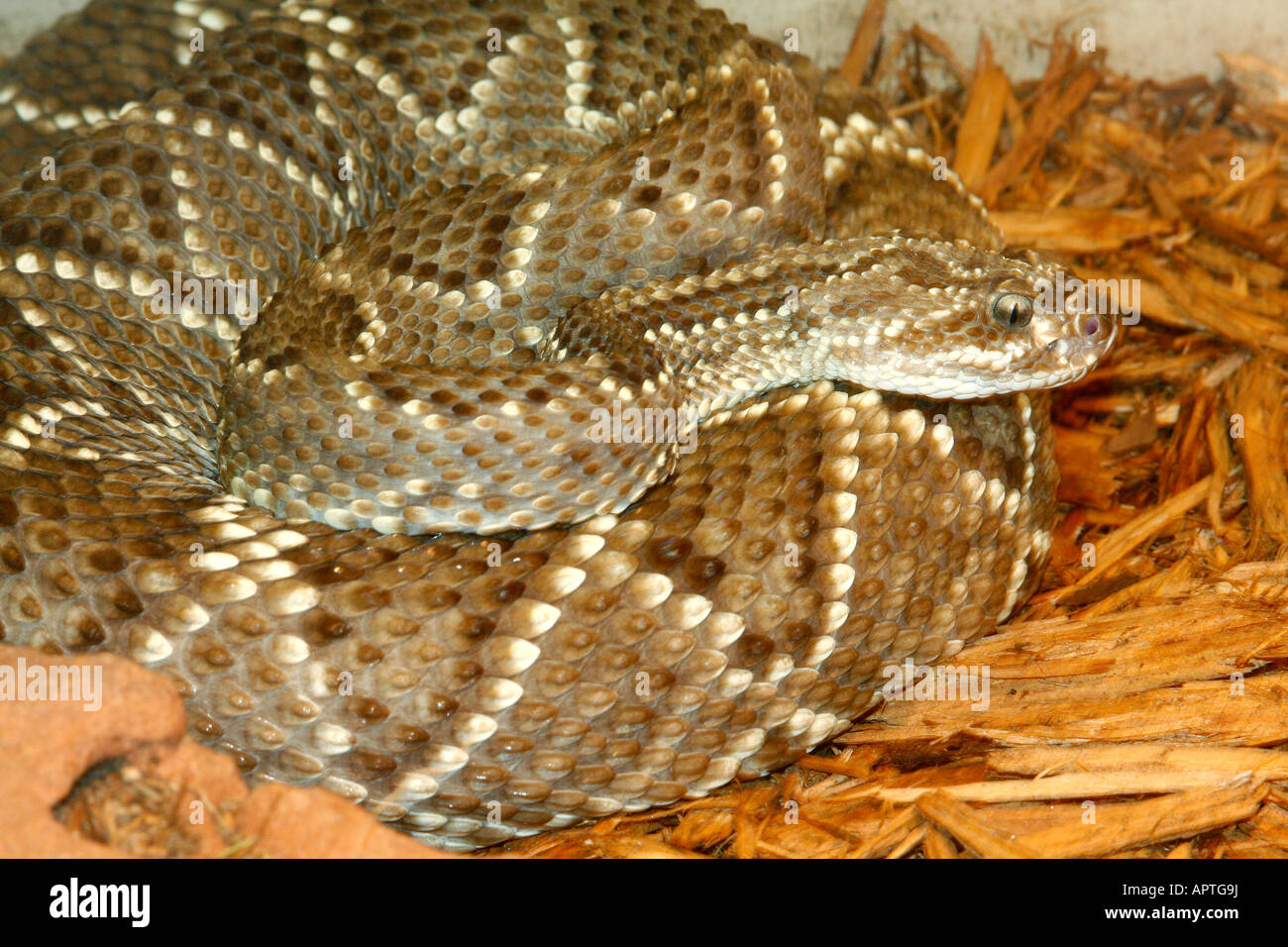 RS-225D COILED CANEBRAKE RATTLESNAKE HEAD Stock Photo - Alamy