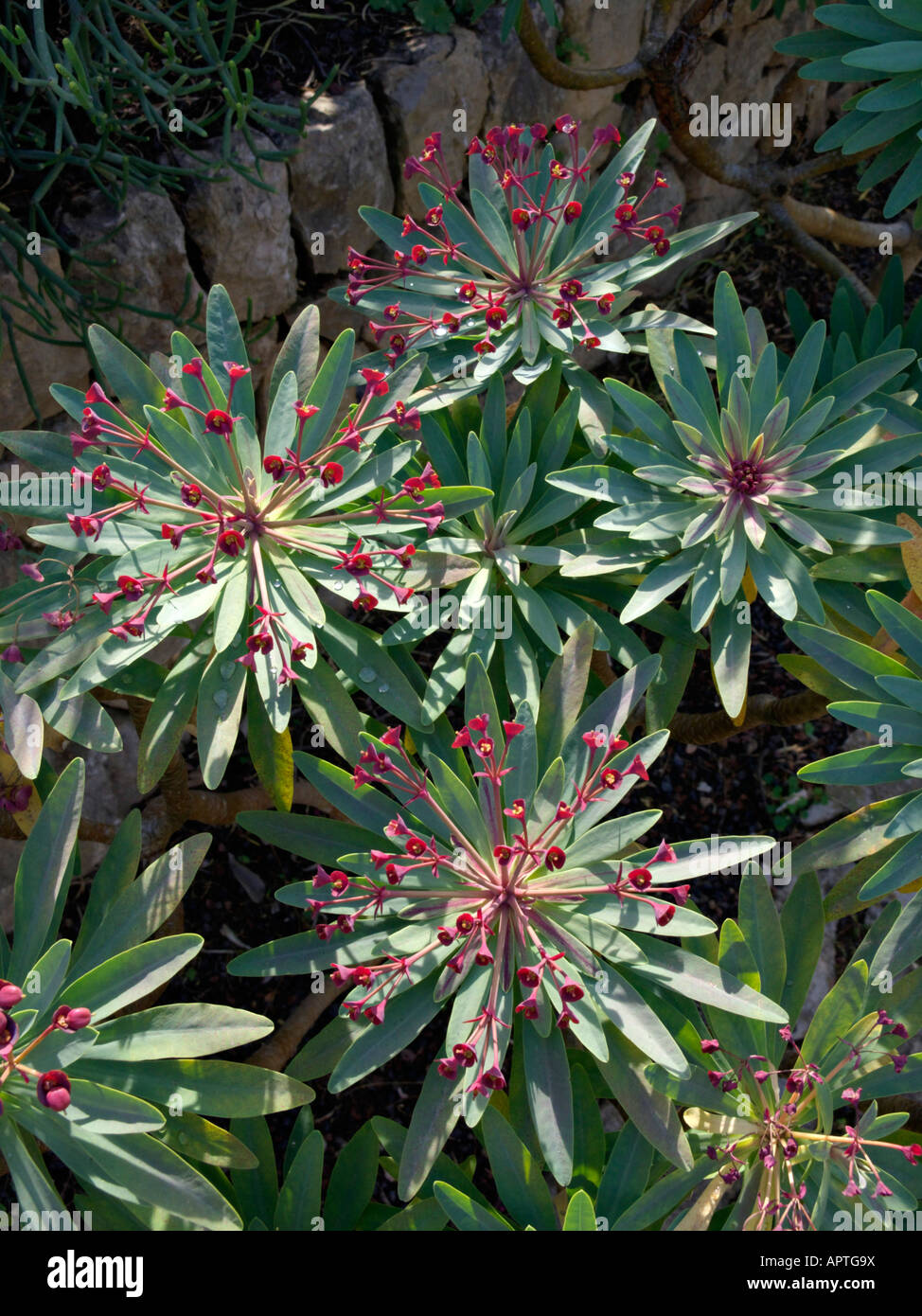 Purple spurge (Euphorbia atropurpurea Stock Photo - Alamy