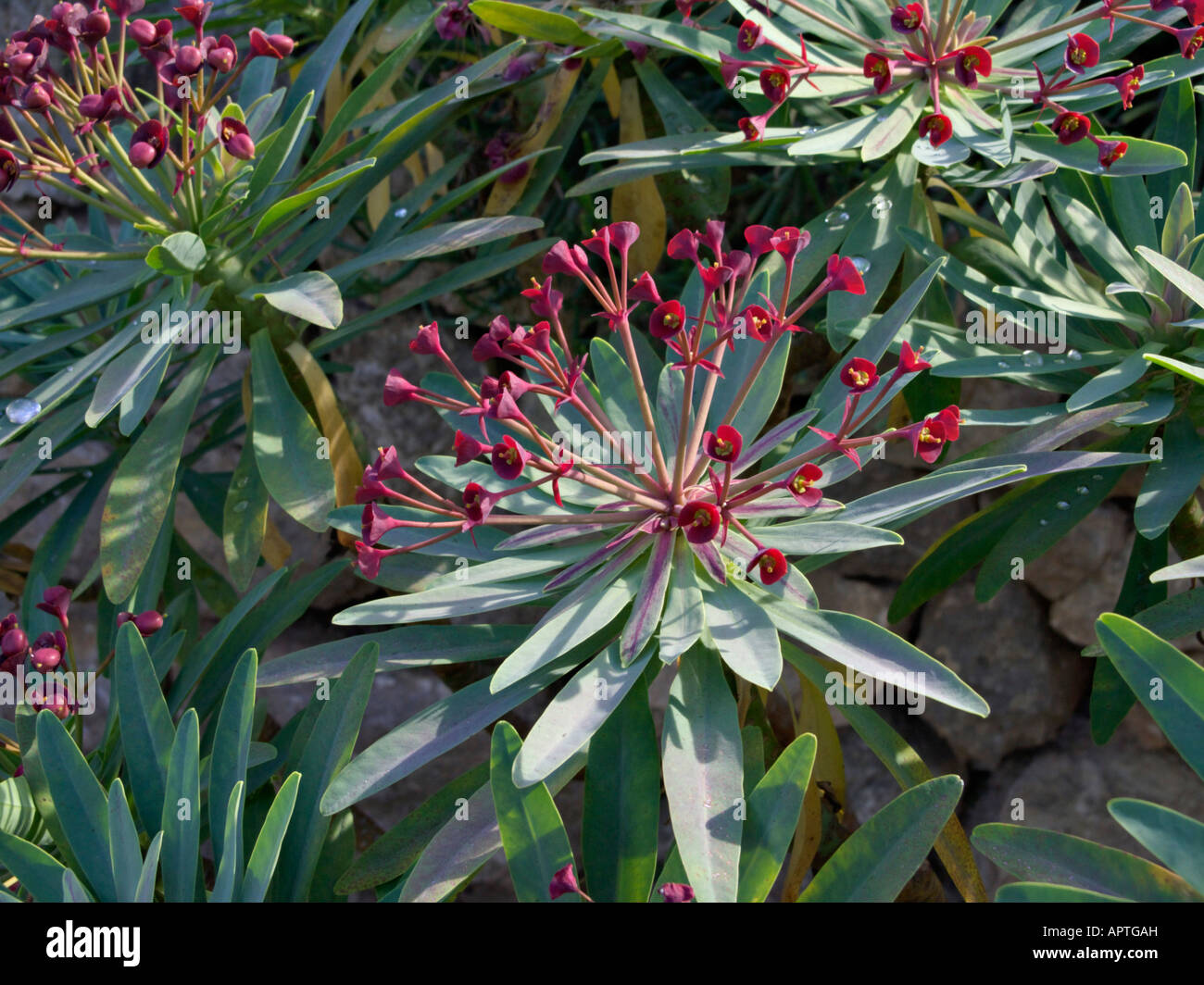 Purple spurge (Euphorbia atropurpurea Stock Photo - Alamy