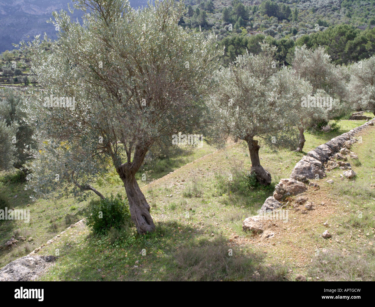 Olive tree (Olea europaea Stock Photo - Alamy