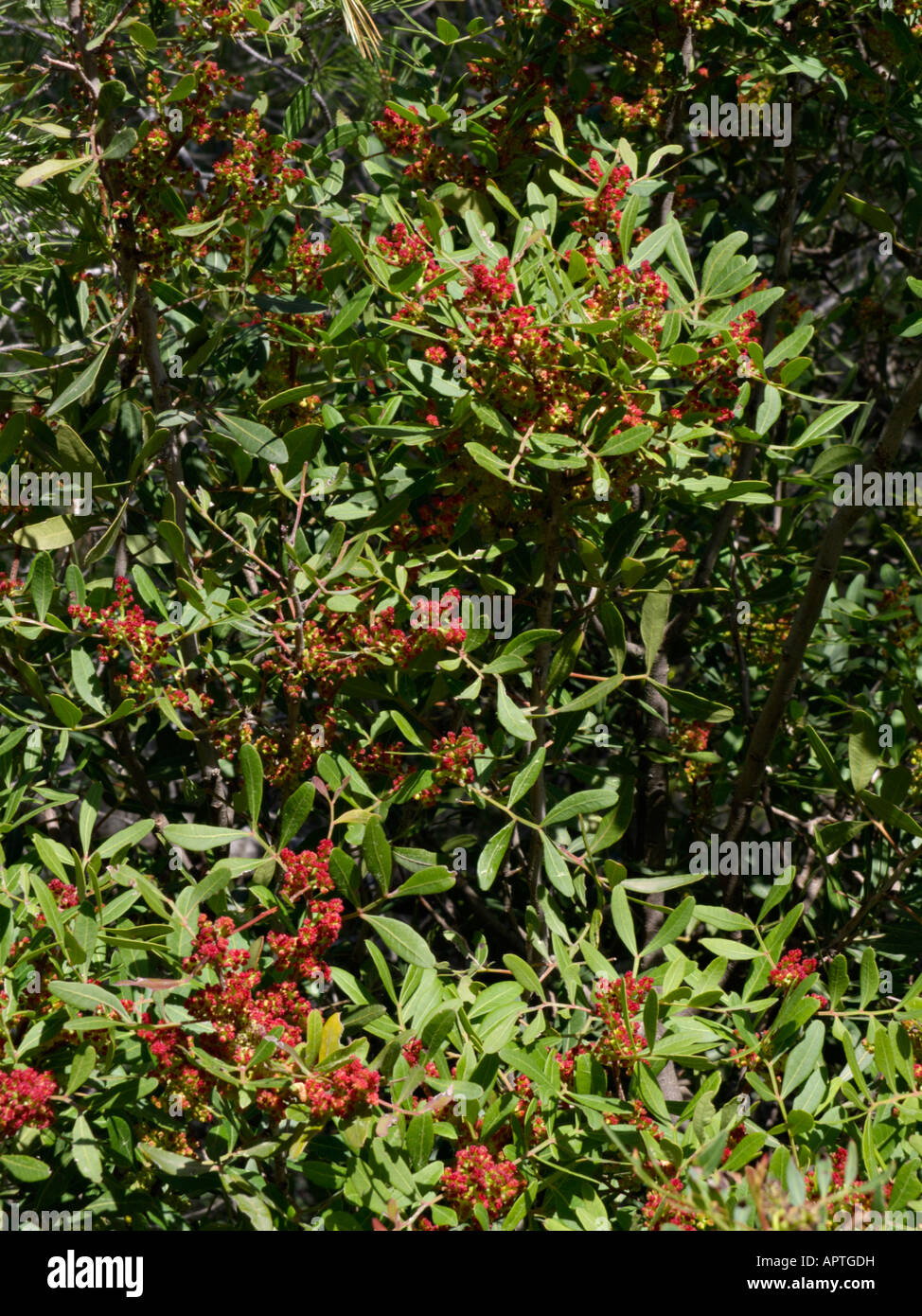 Mastic tree (Pistacia lentiscus Stock Photo - Alamy